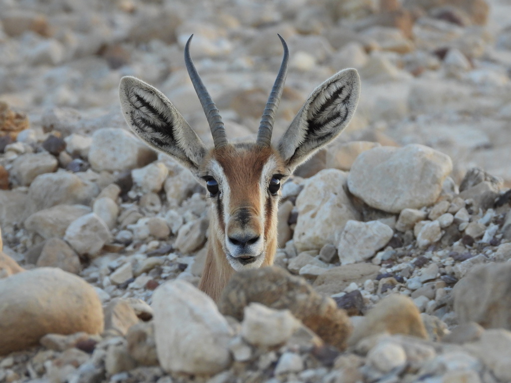Dorcas Gazelle (Gazella dorcas) - Know Your Mammals