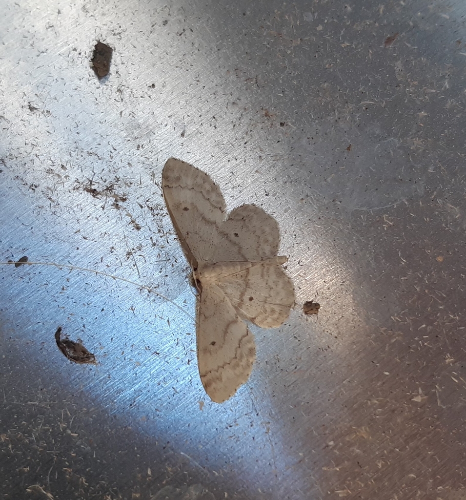 Small Fan-footed Wave from Glossop SK13, UK on August 10, 2023 at 08:12 ...