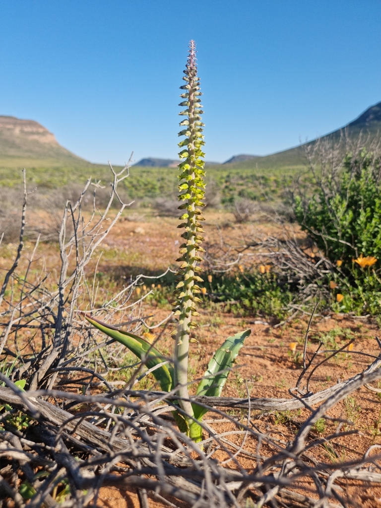 Lachenalia inflata in August 2023 by Frank Gaude · iNaturalist