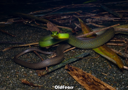 North China Green Snake (Ptyas multicincta) - Snakes and Lizards