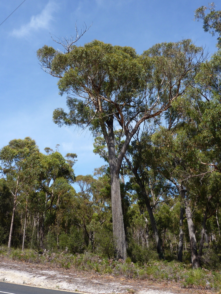 Silvertop Ash from Binalong Bay TAS 7216, Australia on March 4, 2019 at 10:29 AM by Dean Nicolle ...