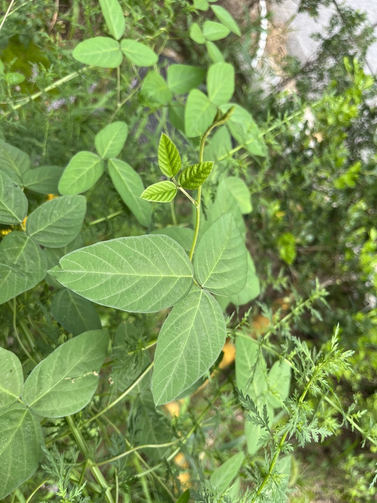 Glycine max soja from 北京中医药大学模拟医院, 北京市, CN on August 10, 2023 at 04:07 ...