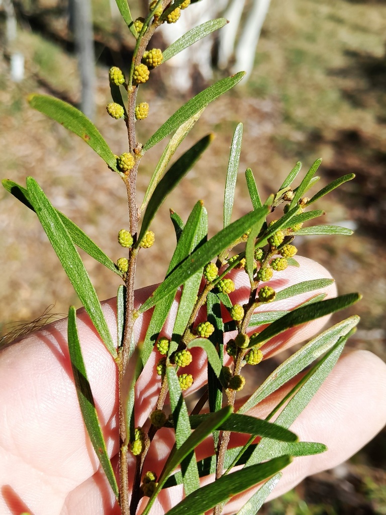 Varnish Wattle from Portland NSW 2847, Australia on August 10, 2023 at ...
