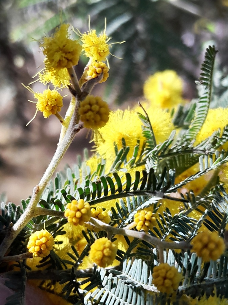 Silver wattle from Portland NSW 2847, Australia on August 10, 2023 at ...