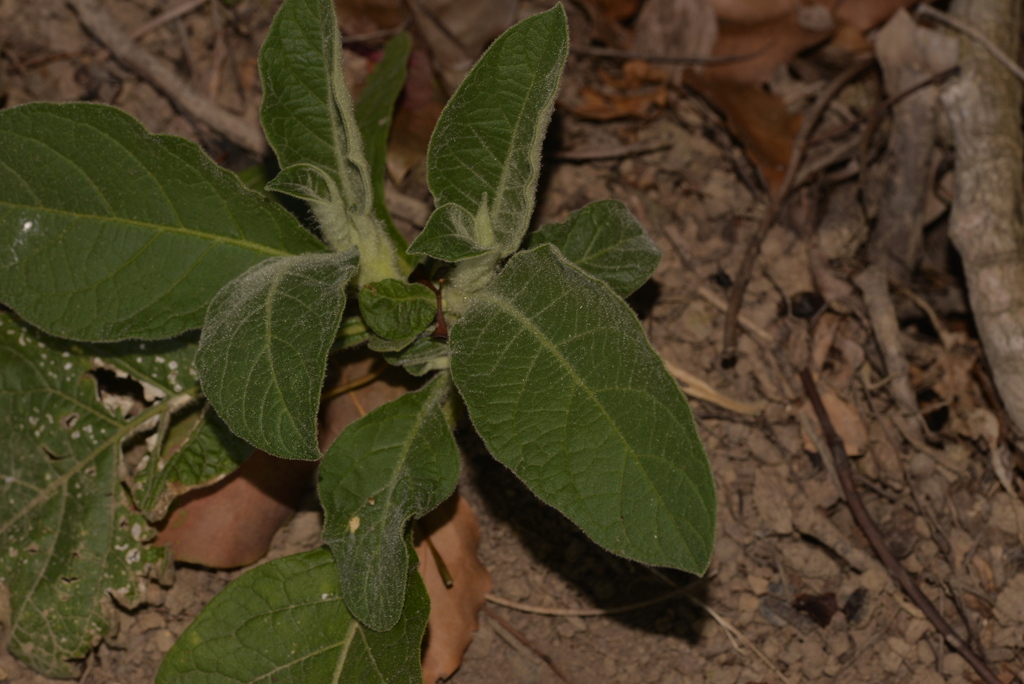 bugweed from Karangi NSW 2450, Australia on August 10, 2023 at 03:54 PM by Nick Lambert ...