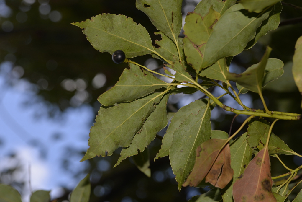Camphor Tree from Karangi NSW 2450, Australia on August 10, 2023 at 03:54 PM by Nick Lambert ...