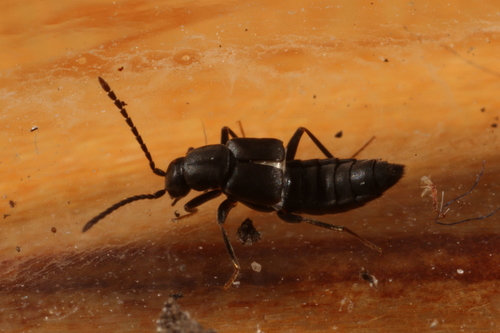 Genus Thinonoma · iNaturalist