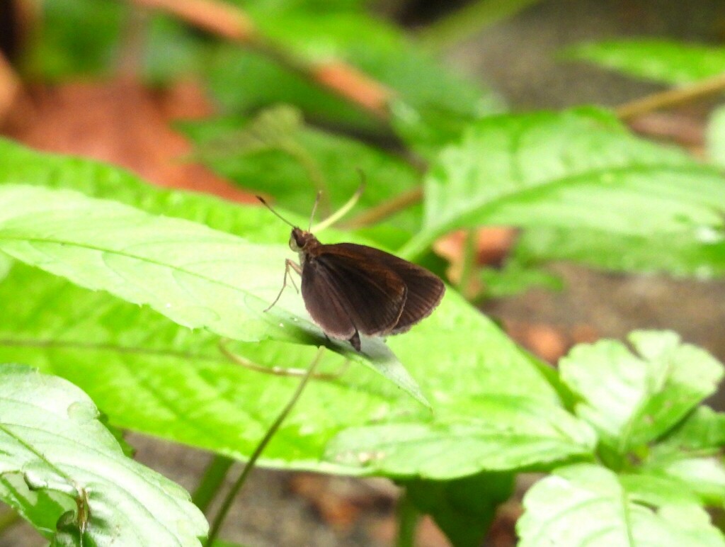 Forest Hopper from Ting Kok, Hong Kong on August 10, 2023 at 03:01 PM ...