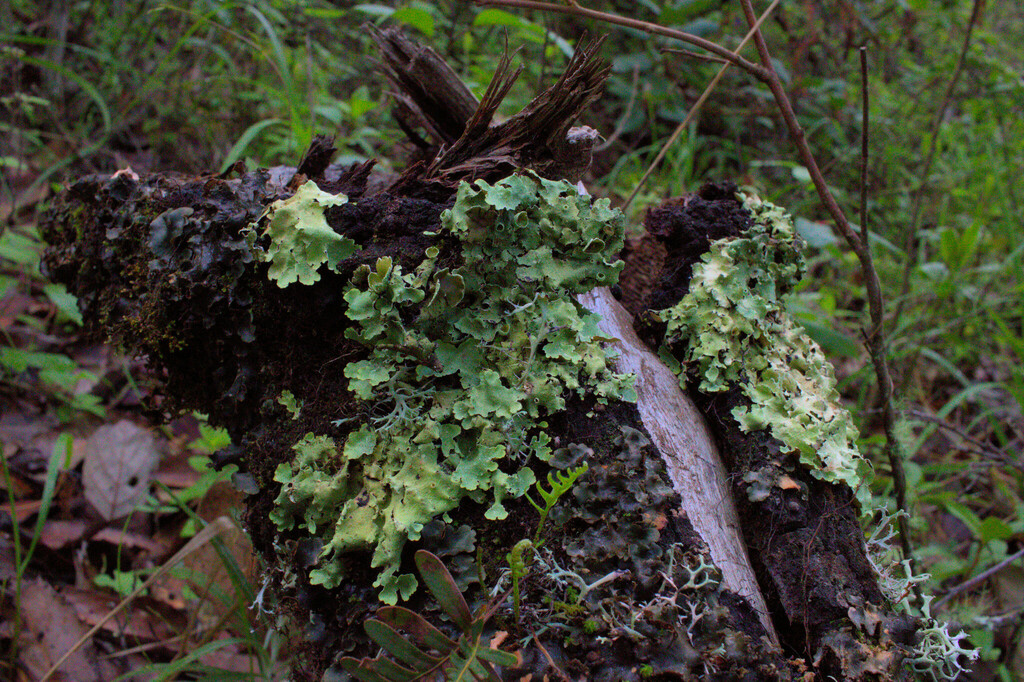 Lobariaceae from Minatitlán, Col., México on August 2, 2023 at 08:51 AM ...