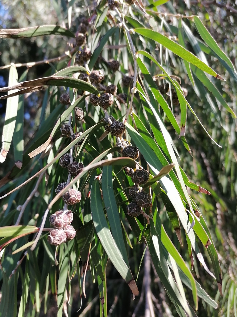 Western Australian Peppermint from Kommetjie, Cape Town, South Africa ...