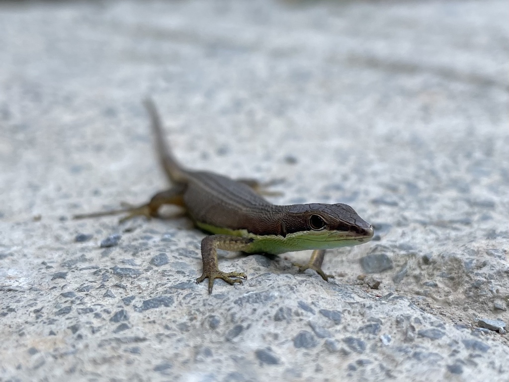 China Grass Lizard from Rongjiang, Qiandongnan, Guizhou, CN on August ...
