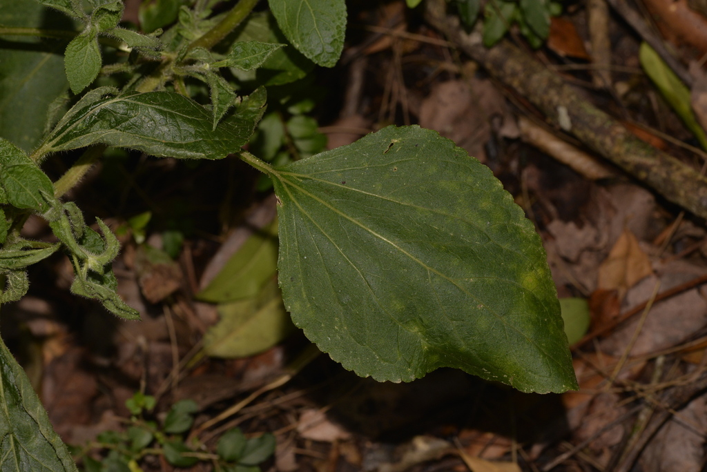 Crofton Weed from Karangi NSW 2450, Australia on August 10, 2023 at 04:14 PM by Nick Lambert ...
