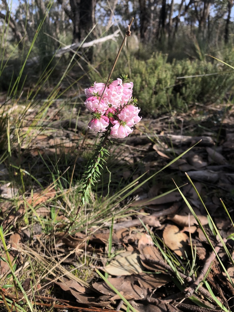 Common Heath from Messmate Tk, Anglesea, VIC, AU on August 10, 2023 at ...