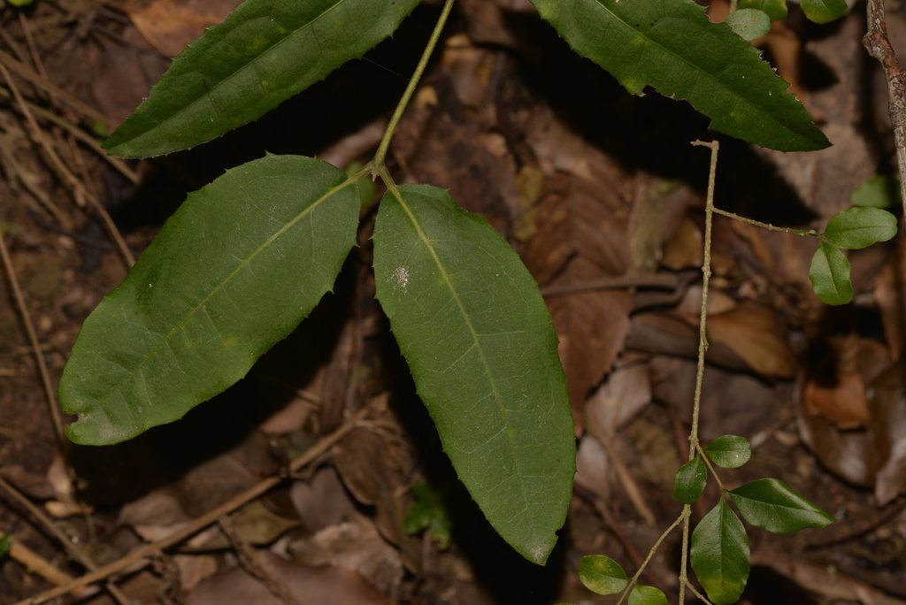 Common Wilkiea from Karangi NSW 2450, Australia on August 10, 2023 at 04:24 PM by Nick Lambert ...