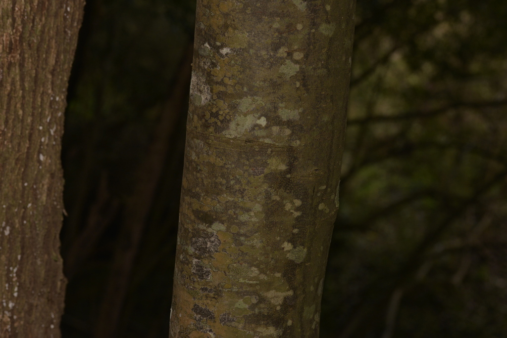 Guioa from Karangi NSW 2450, Australia on August 10, 2023 at 04:26 PM by Nick Lambert. a few ...