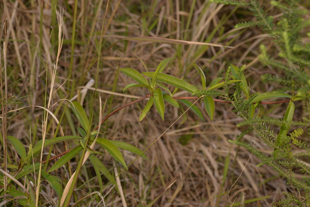 Climbing Guinea flower from Karangi NSW 2450, Australia on August 10, 2023 at 04:40 PM by Nick ...