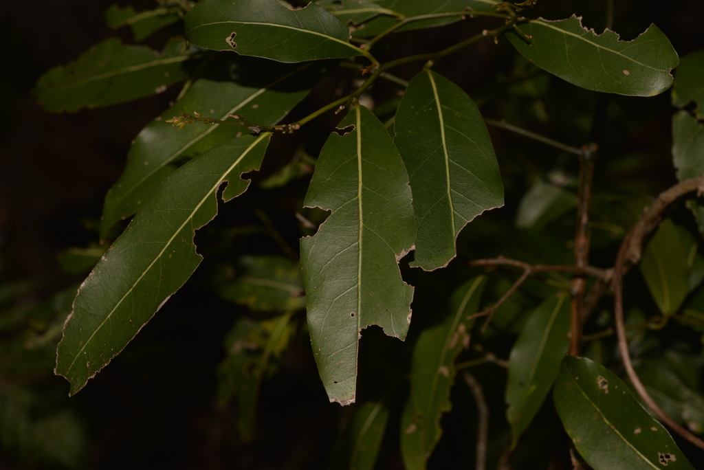 murrogun from Karangi NSW 2450, Australia on August 10, 2023 at 04:45 ...