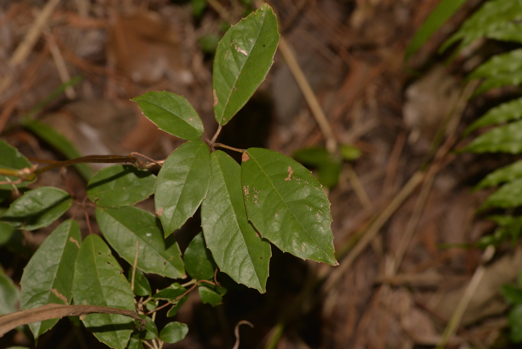 Five-Leaved Water Vine from Karangi NSW 2450, Australia on August 10, 2023 at 04:45 PM by Nick ...