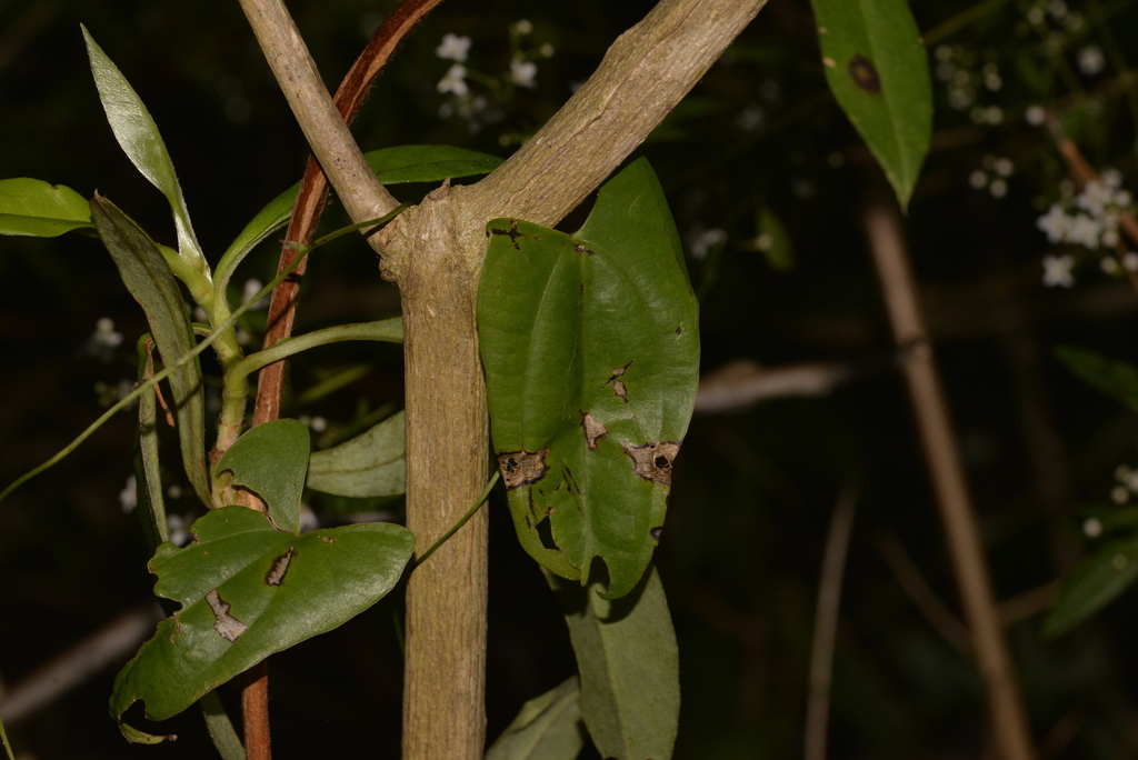 Common Yam Vine from Karangi NSW 2450, Australia on August 10, 2023 at 04:47 PM by Nick Lambert ...
