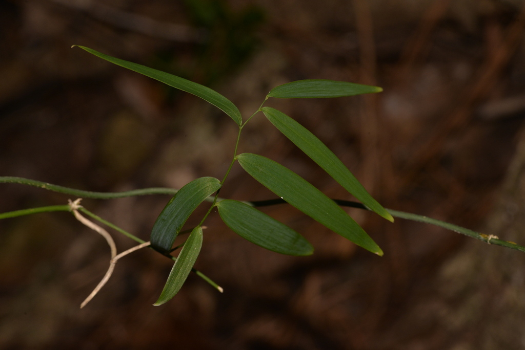 Climbing Lily from Karangi NSW 2450, Australia on August 10, 2023 at 04 ...