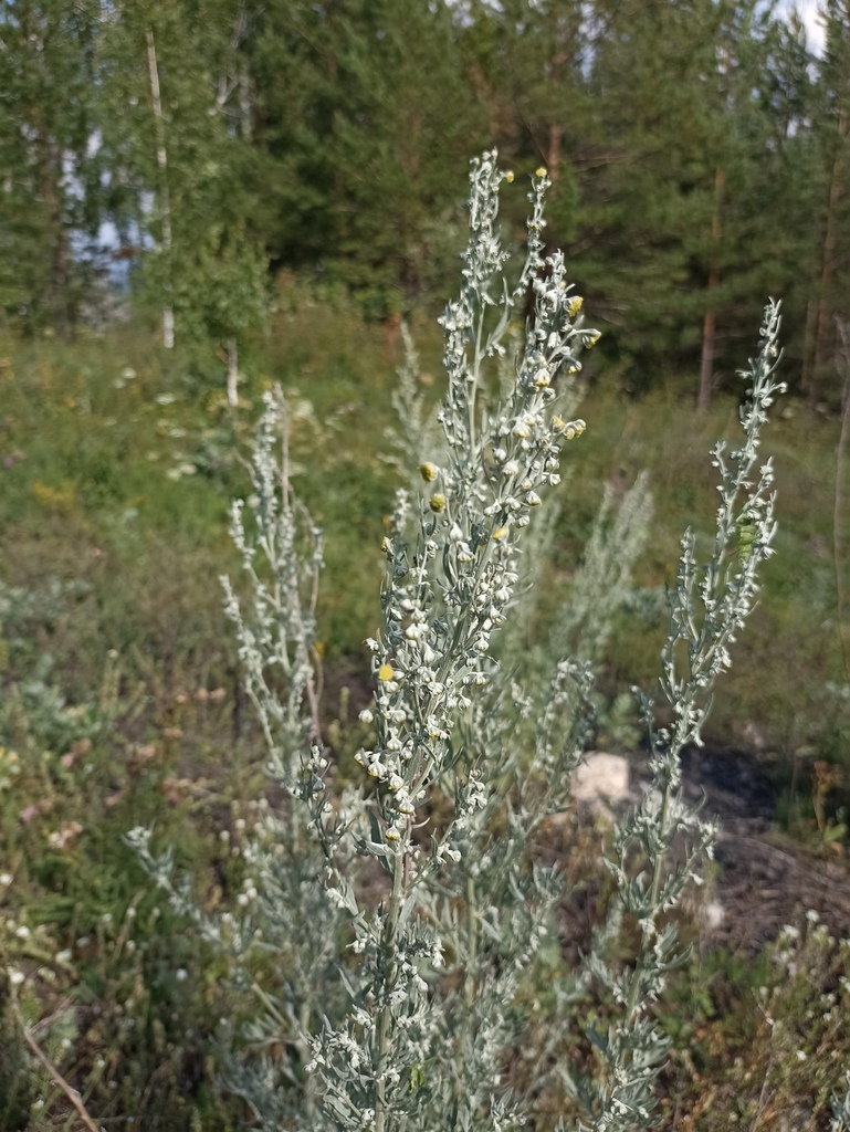 absinthe wormwood from г. Красноуфимск, Свердловская обл., Россия on ...