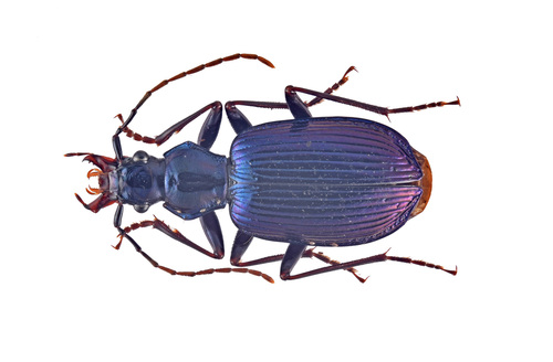 Genus Meleagros · iNaturalist