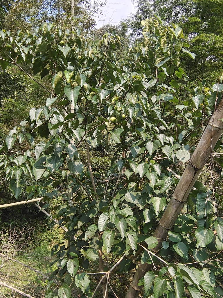 tung oil tree from Yichun, CN-JX, CN on August 10, 2023 at 03:46 PM by ...