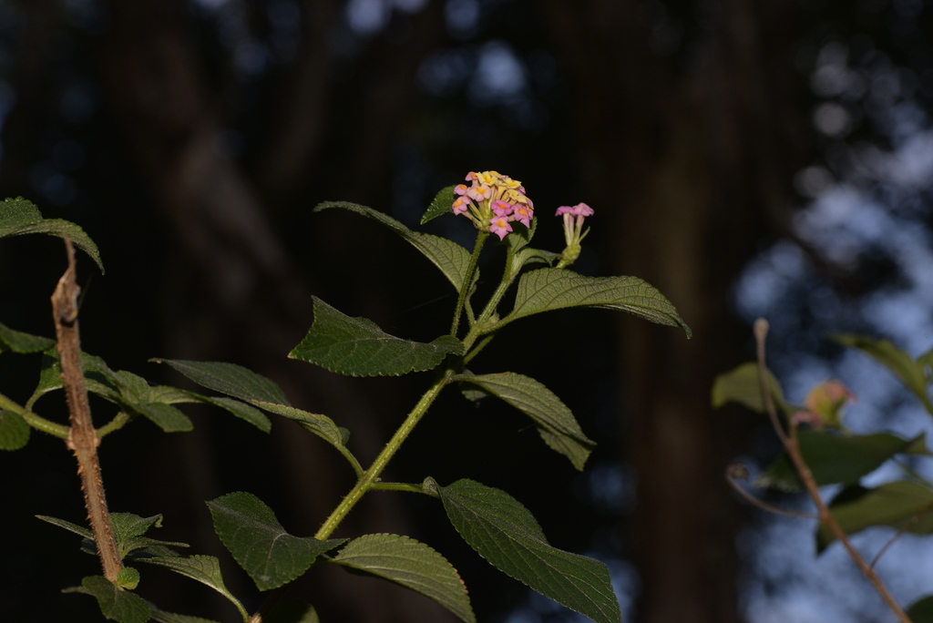 common lantana from Karangi NSW 2450, Australia on August 10, 2023 at 04:59 PM by Nick Lambert ...