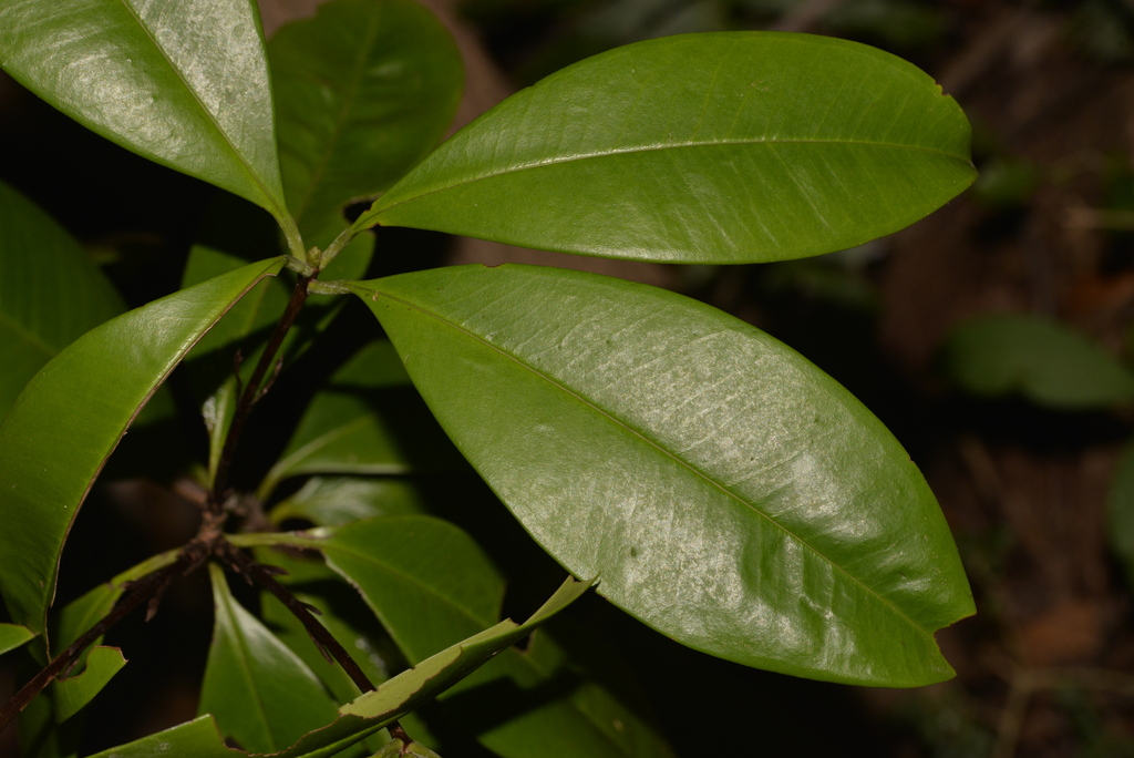 plants from Karangi NSW 2450, Australia on August 10, 2023 at 05:00 PM ...