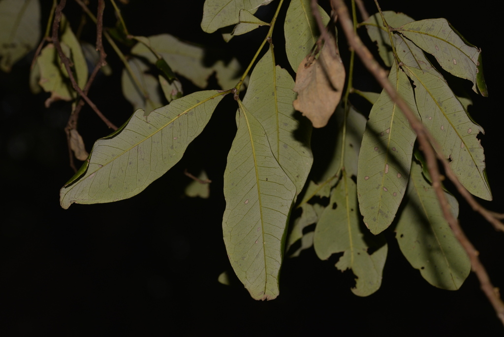 Guioa from Karangi NSW 2450, Australia on August 10, 2023 at 05:03 PM by Nick Lambert. numerous ...