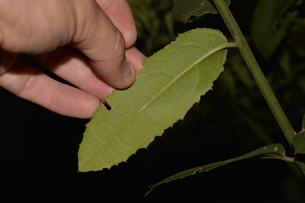 Common Wilkiea from Karangi NSW 2450, Australia on August 10, 2023 at 05:04 PM by Nick Lambert ...