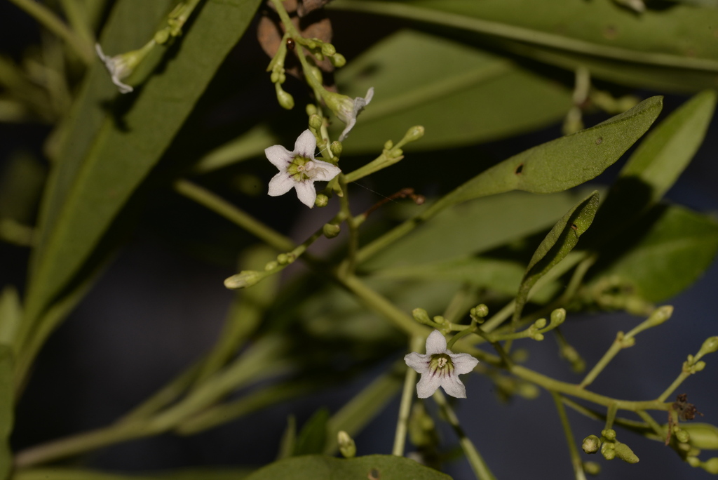 corkwood from Karangi NSW 2450, Australia on August 10, 2023 at 05:10 PM by Nick Lambert ...