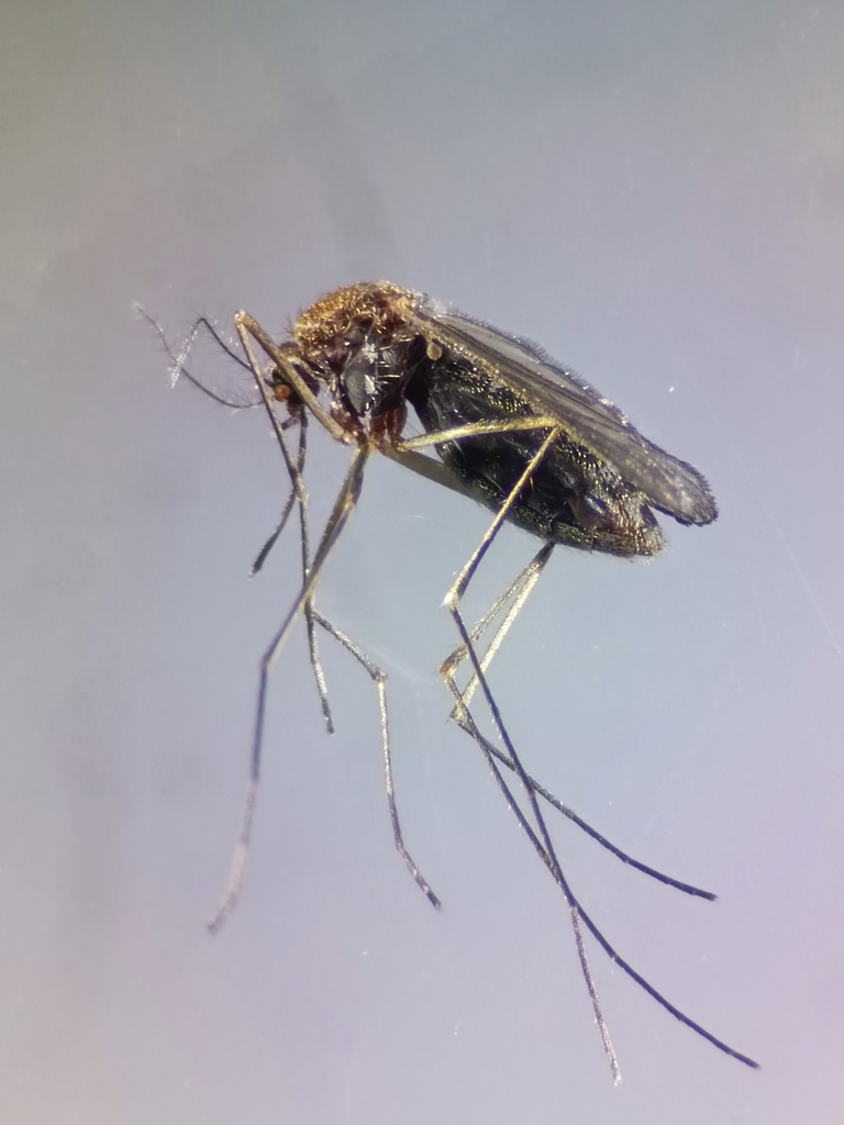 House Mosquito Complex from Plantières Queuleu, Metz, France on June 27 ...