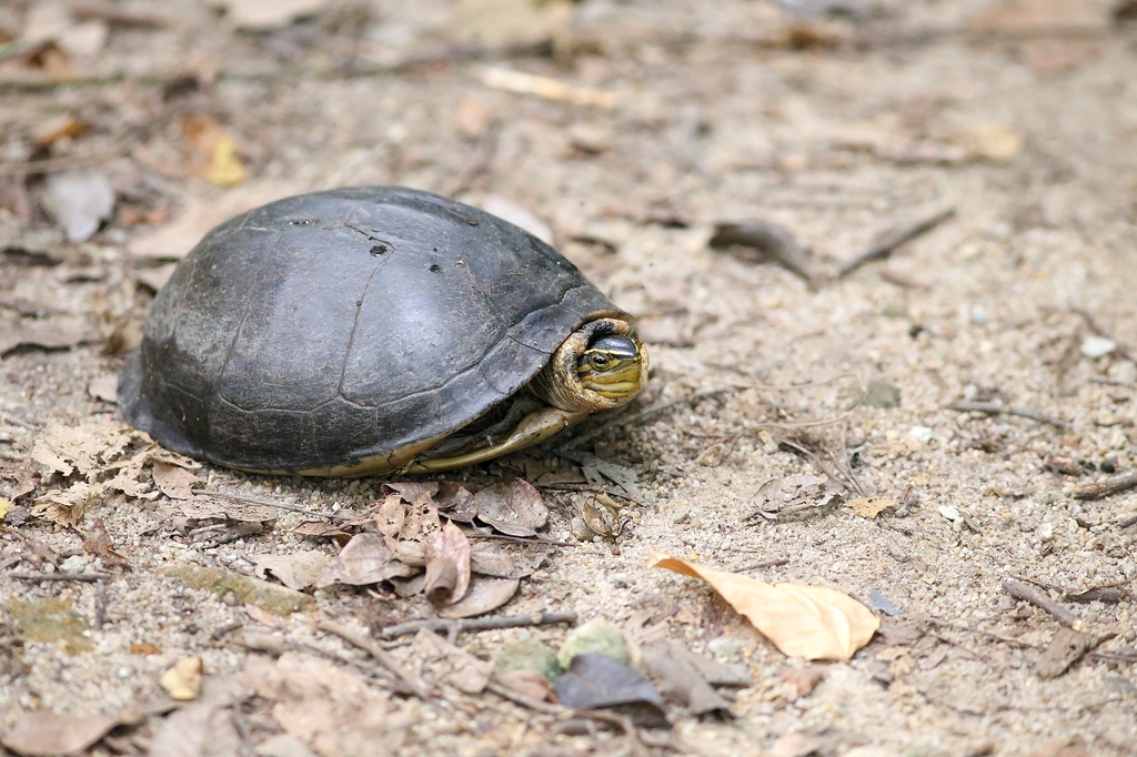 South Asian Box Turtle in August 2023 by Goofy Ko · iNaturalist