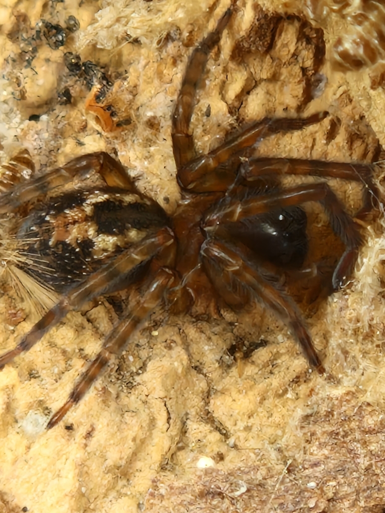 Amaurobius fenestralis Group from Battersea Park, London SW11 4NJ, UK ...