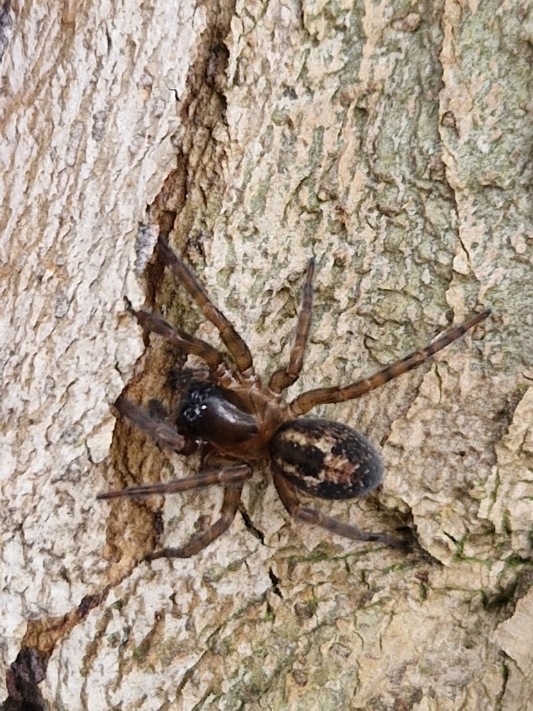 Amaurobius fenestralis Group from Battersea Park, London SW11 4NJ, UK ...