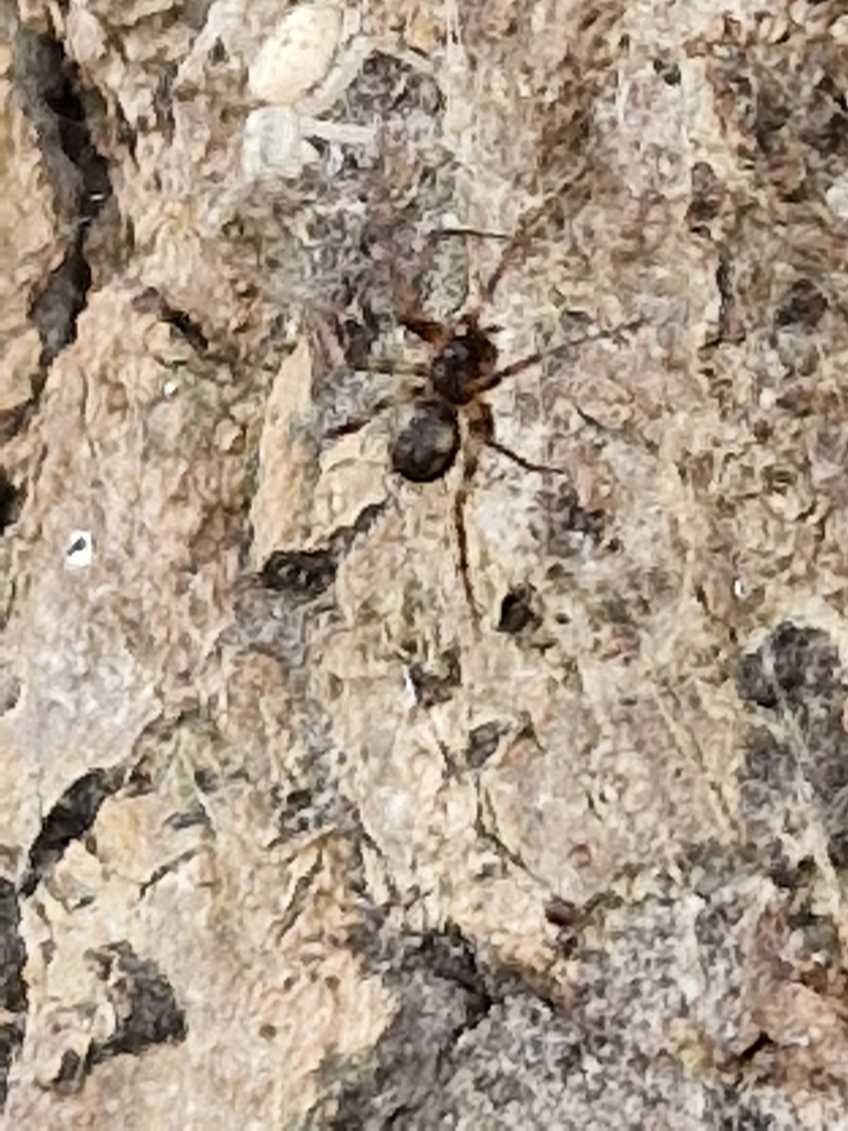 Lepthyphantes from Battersea Park, London SW11 4NJ, UK on August 8 ...