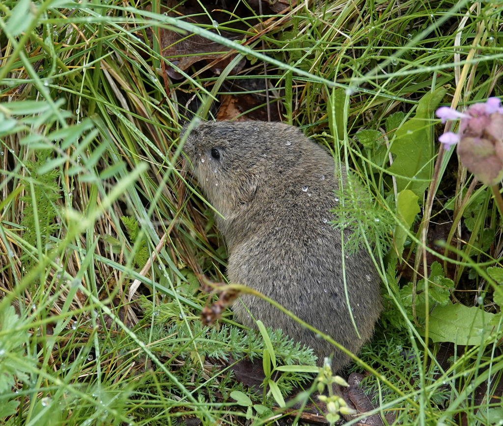 Voles, Lemmings, and Muskrats from 23260 Saint-Agnant-près-Crocq ...