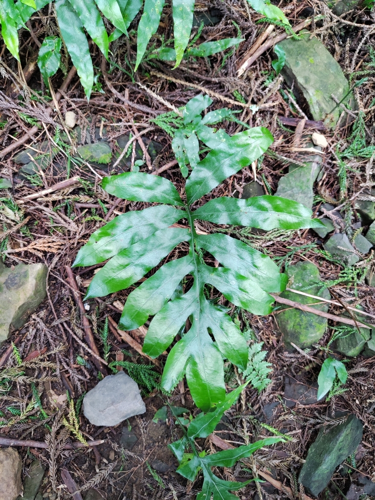 Leptochilus ellipticus from 311台灣新竹縣竹林村 on August 9, 2023 at 11:17 AM ...