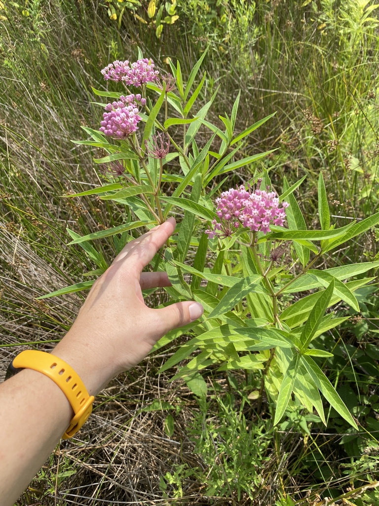 swamp milkweed from Essex, ON, CA on August 9, 2023 at 02:29 PM by ...