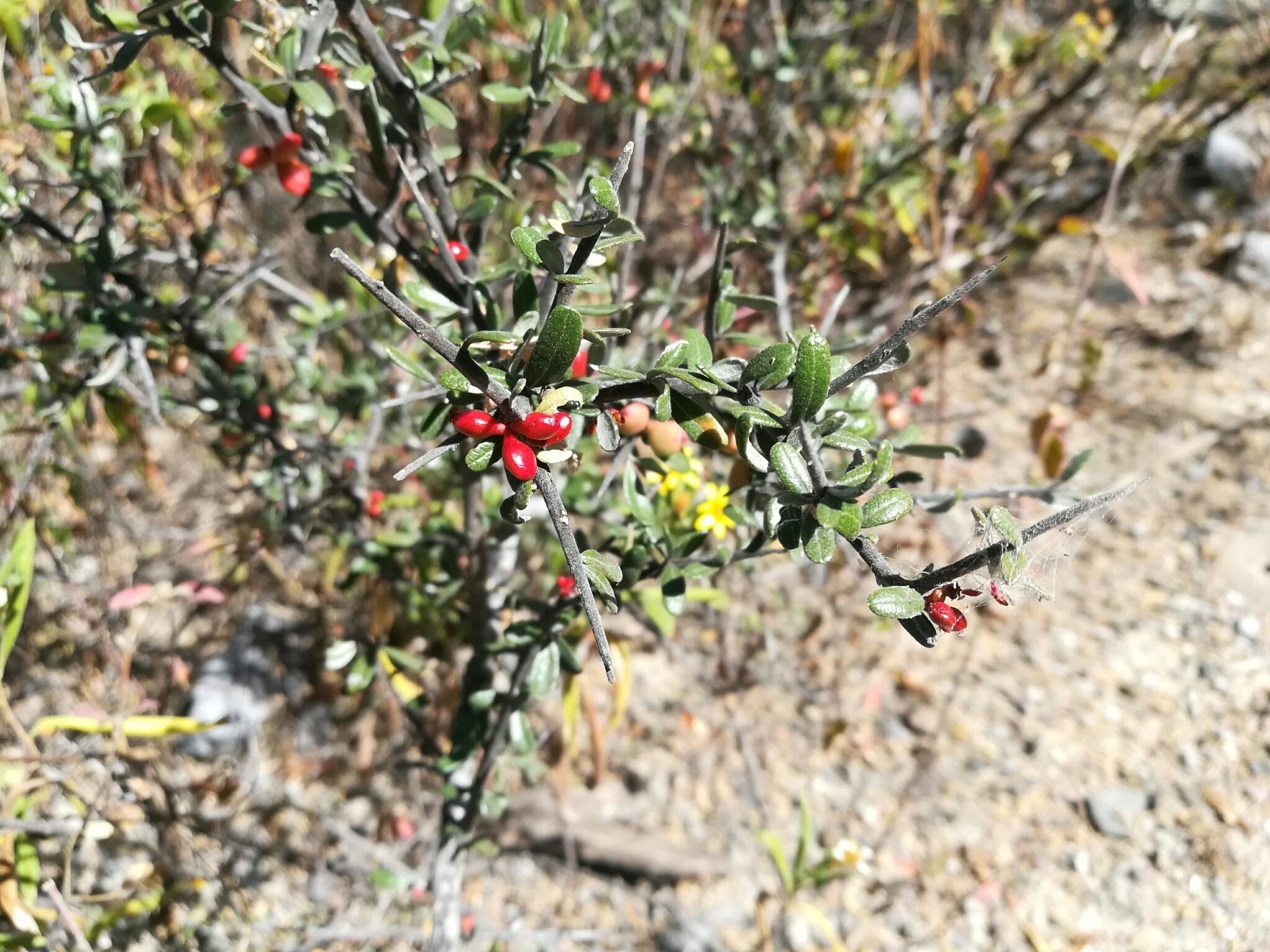 Castela tortuosa Liebm.