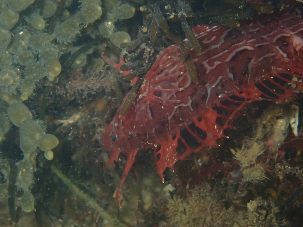 Longnose Weedfish from San Remo reef/banks on August 5, 2023 at 09:27 ...