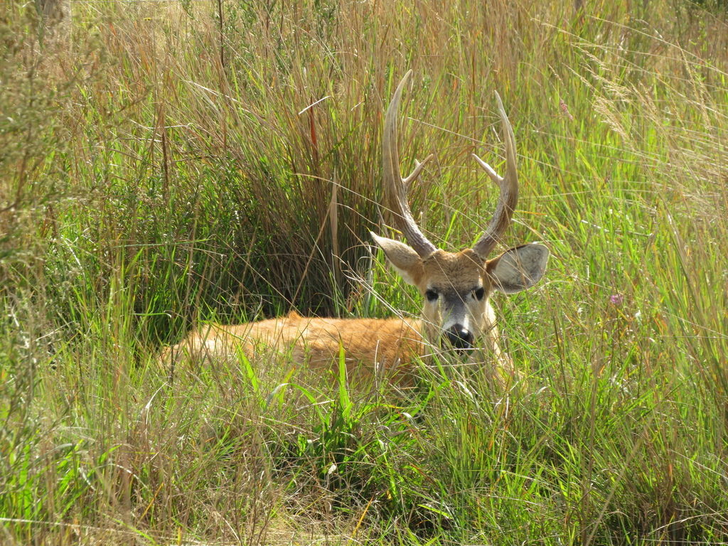 Marsh Deer in July 2023 by Ezequiel Vera · iNaturalist