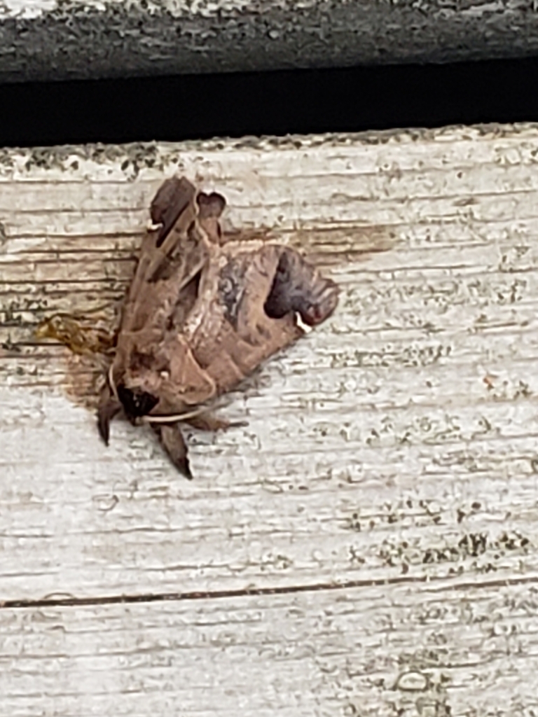 Sigmoid Prominent from Massey Acres on August 10, 2023 at 07:08 AM by ...