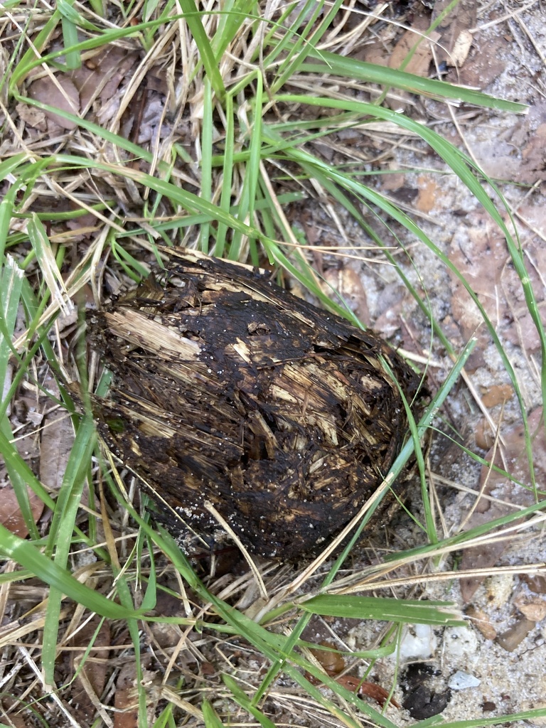 Gopher Tortoise in August 2023 by tgitler · iNaturalist