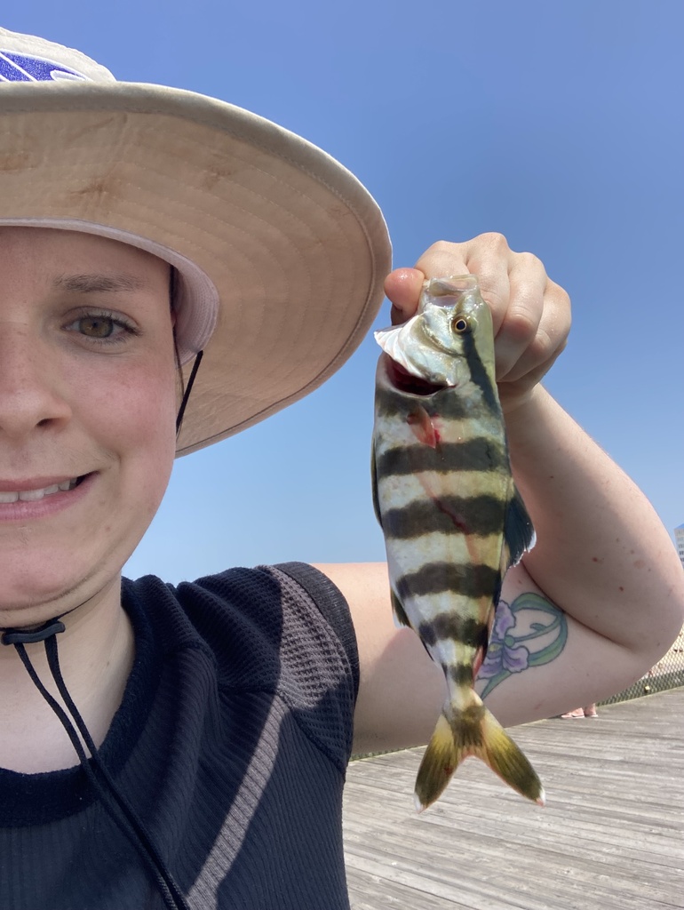 Banded Rudderfish from North Atlantic Ocean, MD, US on July 26, 2023 at ...