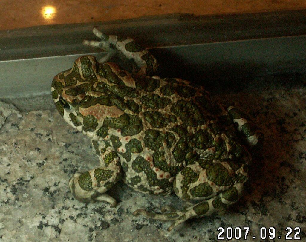 European Green Toad in September 2007 by Ralf Muschall · iNaturalist