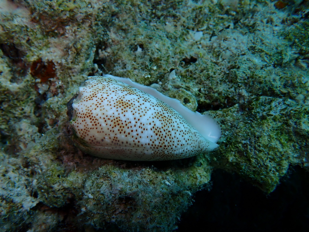 Sand-dusted Cone from Gulf of Suez, Red Sea, EG on August 10, 2023 at ...