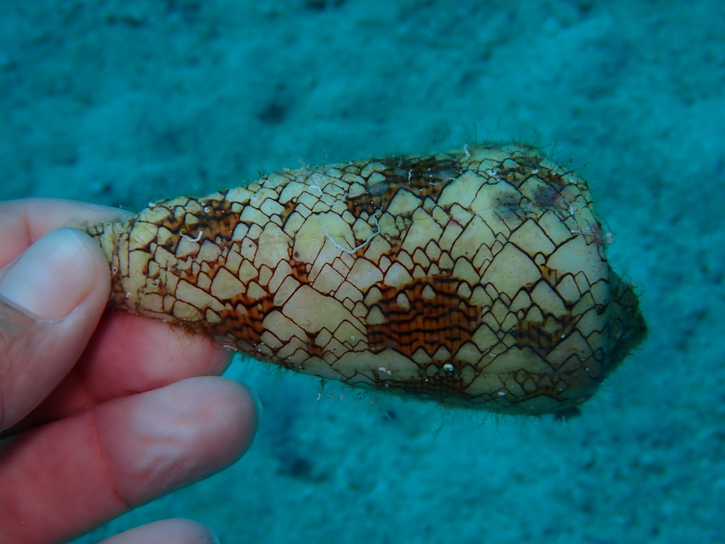 Textile Cone from Gulf of Suez, Red Sea, EG on August 10, 2023 at 10:25 ...