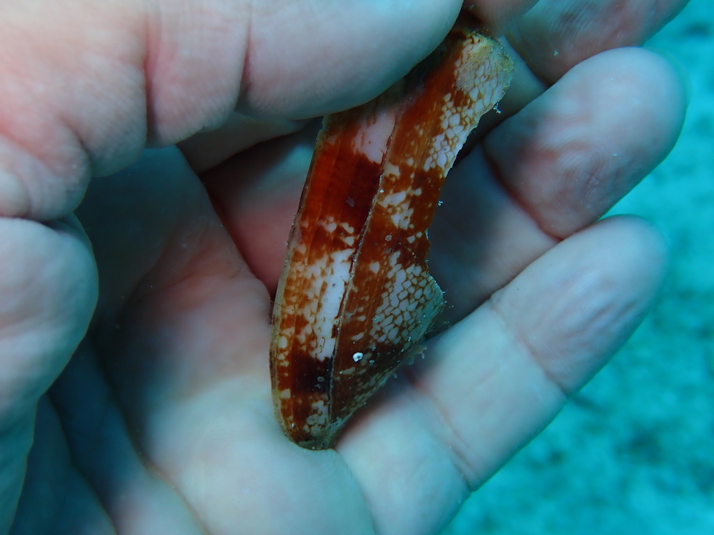 Geography Cone from Gulf of Suez, Red Sea, EG on August 10, 2023 at 10: ...